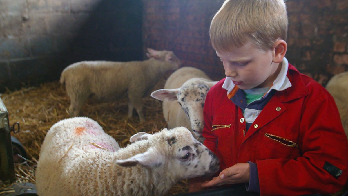 BBC - CBeebies - Ferne and Rory's Vet Tales, Series 1, Sheep Farm