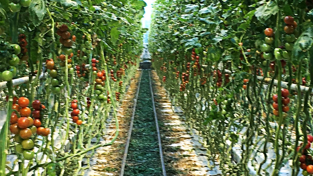 BBC Radio 4 - The Global Farm