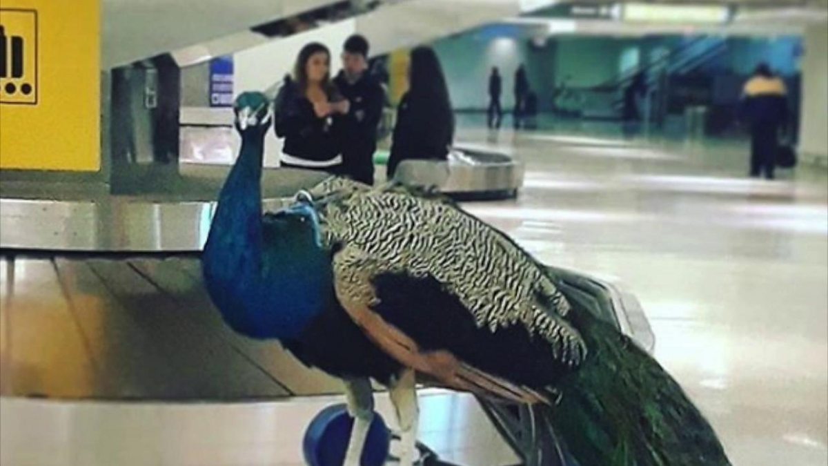 BBC World Service - The Newsroom, 'Emotional support peacock' denied flight