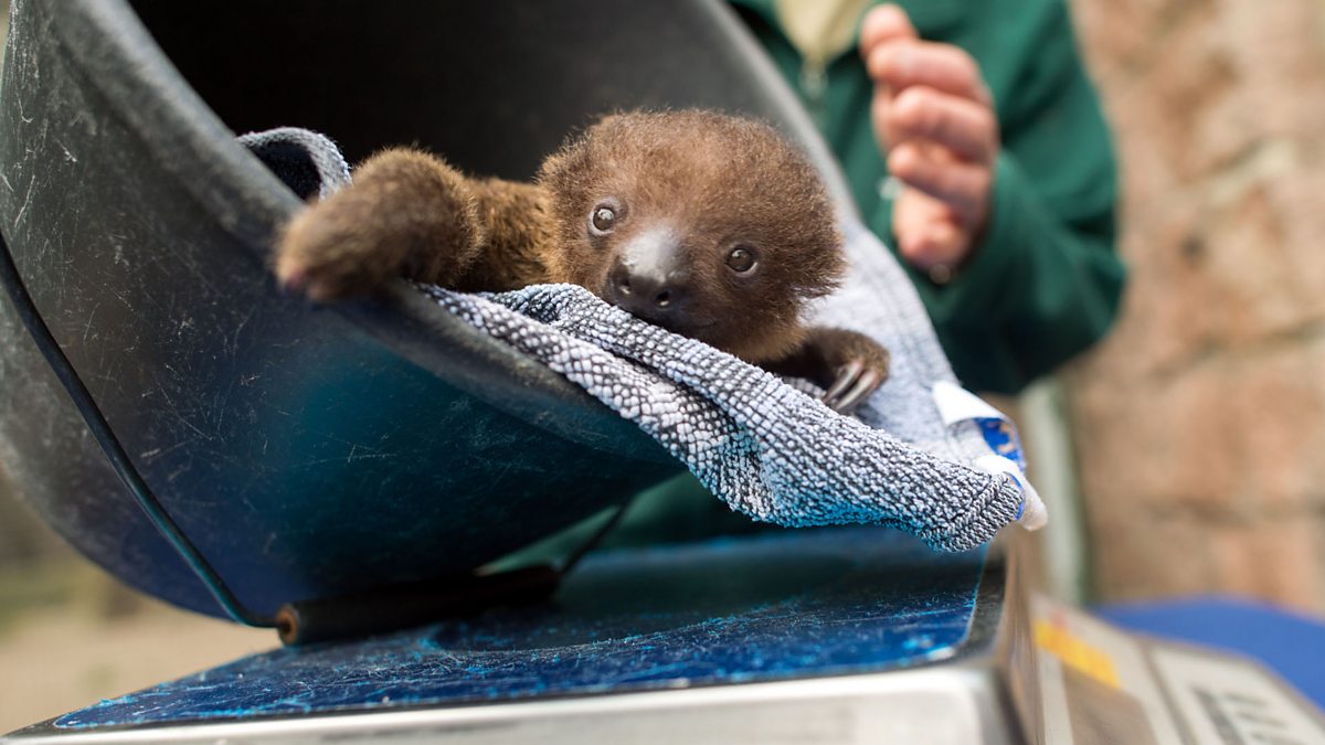 BBC World Service - Discovery, The Power of Sloth