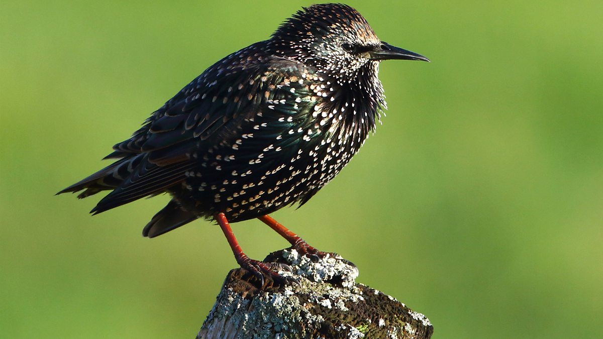 BBC Radio 4 - Tweet of the Day, Helen Moncrieff on the Shetland Starling