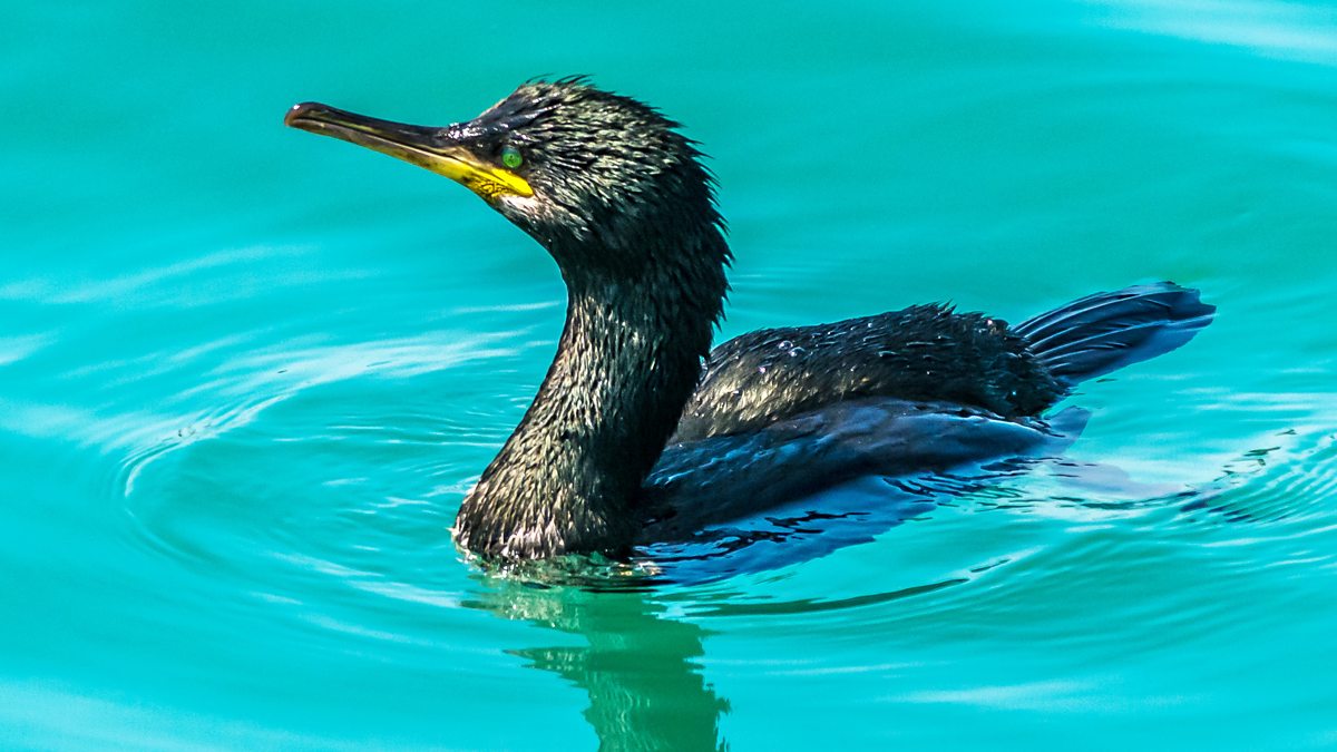 BBC Radio 4 - Tweet of the Day, Helen Moncrieff on the Shag