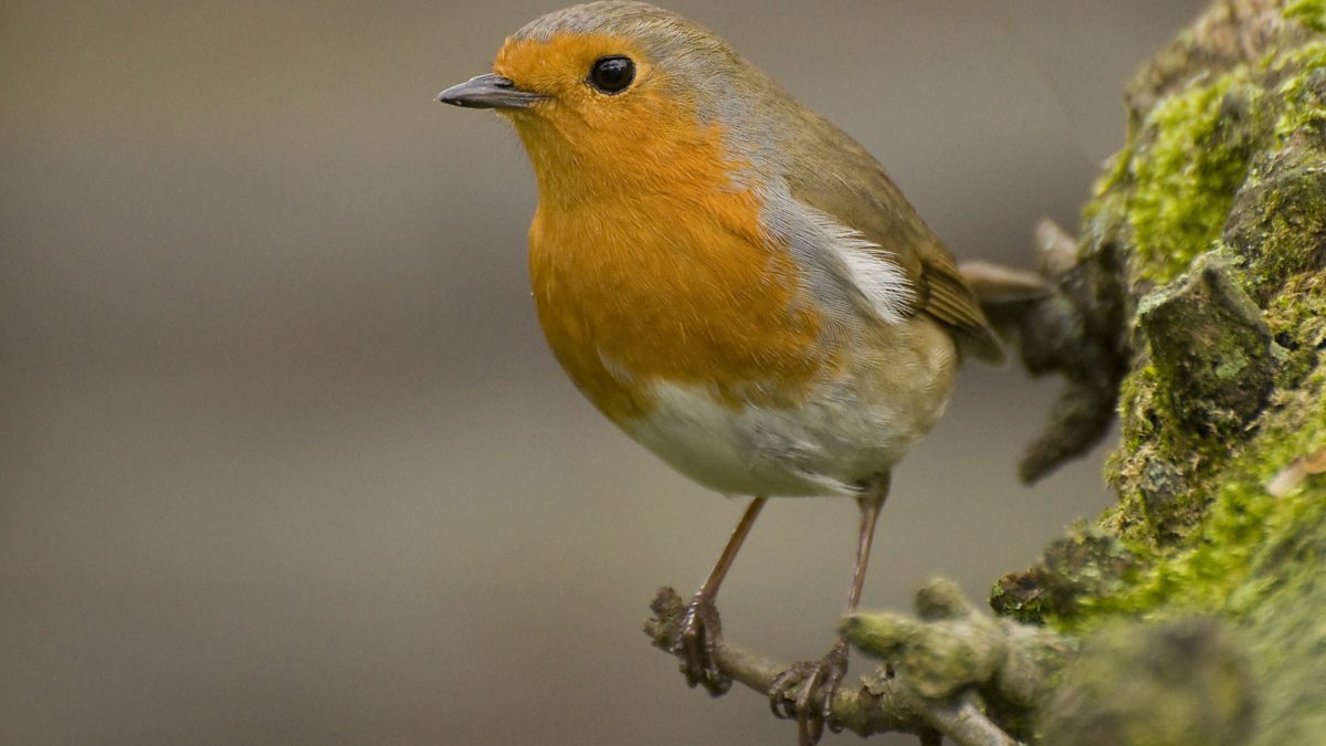 BBC Radio 4 - Tweet of the Week, Becky Ripley