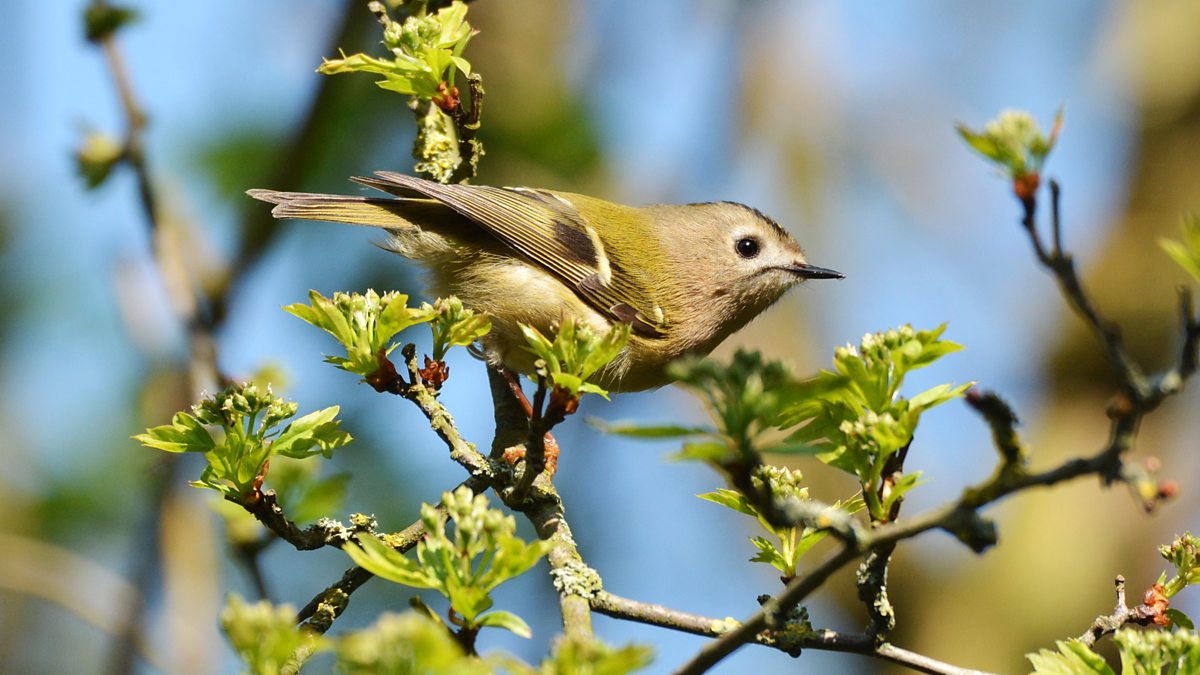 BBC Radio 4 - Tweet of the Day, Chris Baines on the Goldcrest