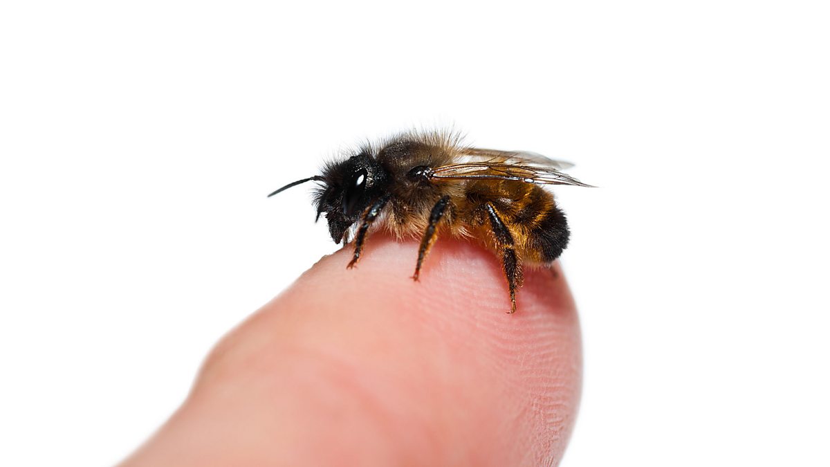 BBC World Service - CrowdScience, Could Bees Take Over From Sniffer Dogs?