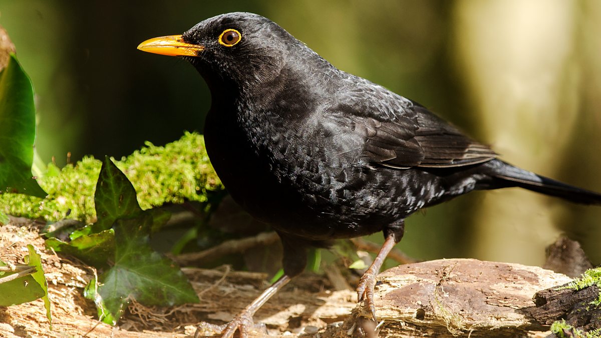BBC Radio 4 - Tweet of the Day, Sarah Harris on the Blackbird