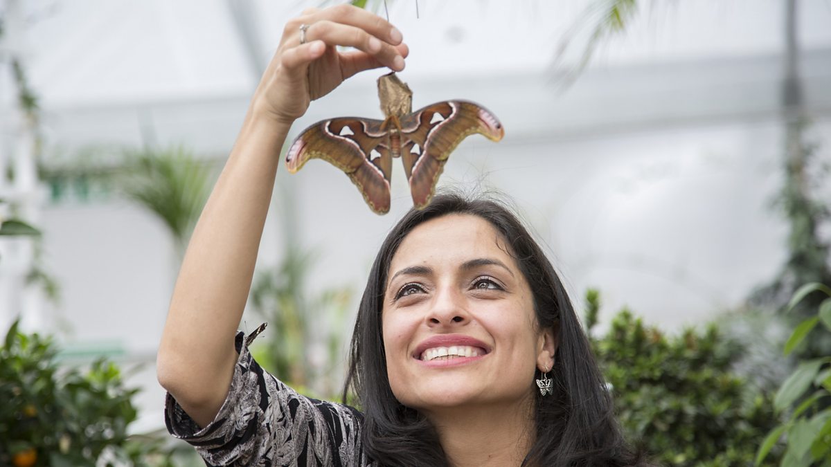BBC World Service - Outlook, The keeper of 5 million butterflies