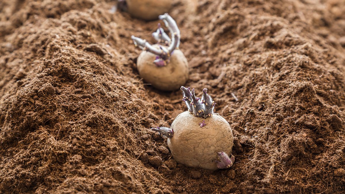 BBC Radio Ulster - Gardeners' Corner, Time to get the spuds in