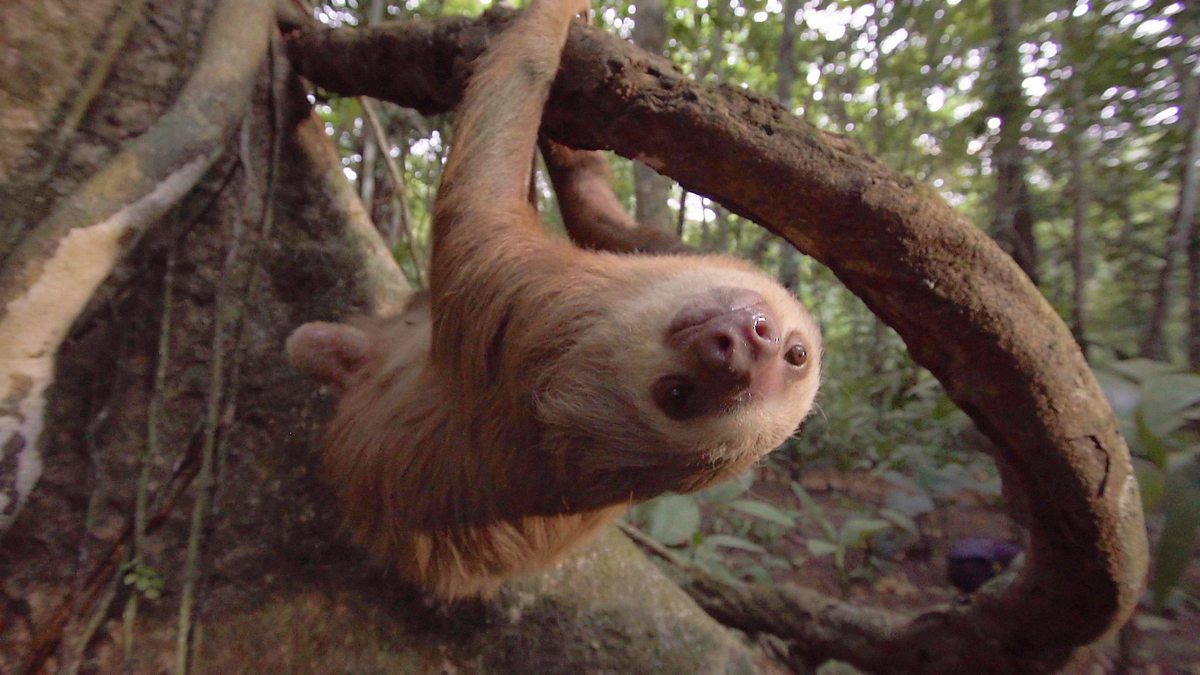 BBC Two - Big Cats about the House, Sloths on the front line
