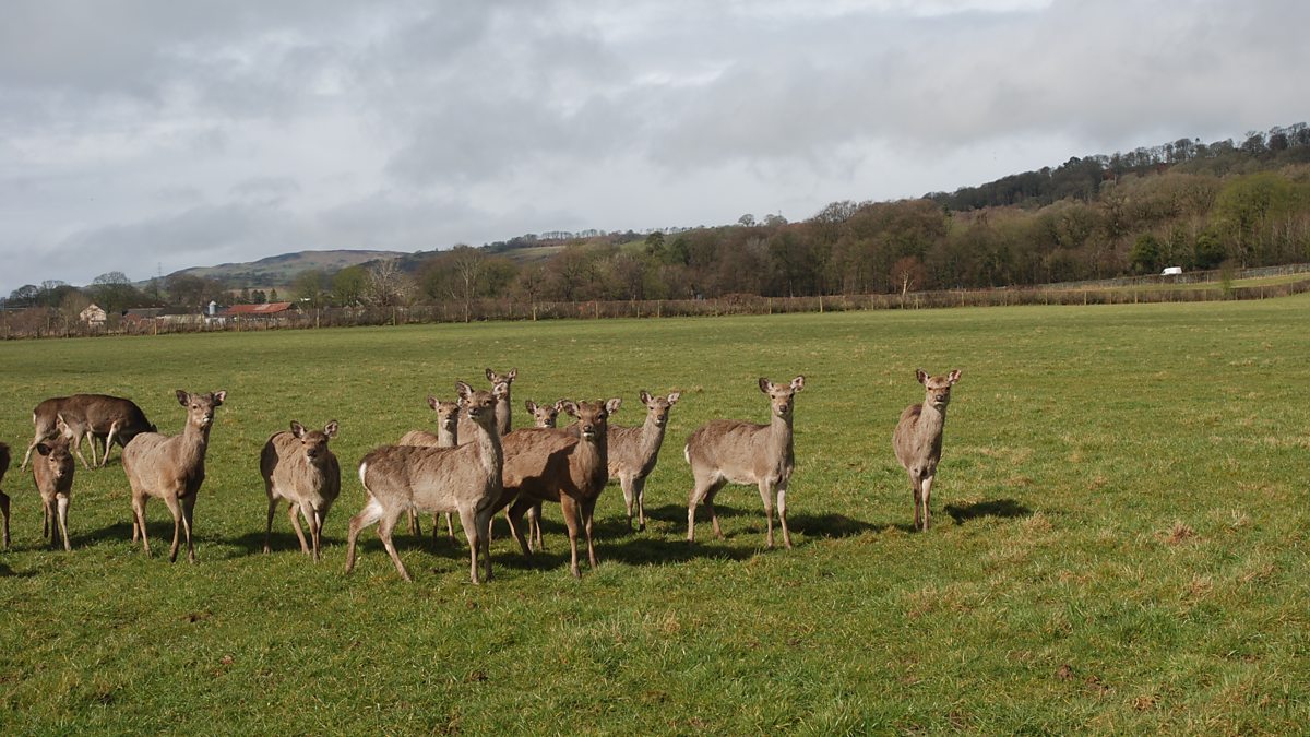BBC Radio Cymru - Bwletin Amaeth, Menter newydd fferm Stad Rhug
