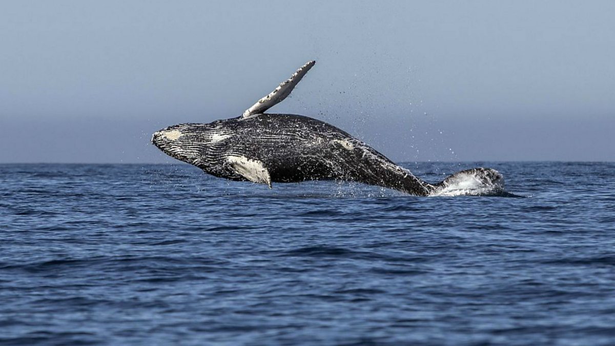BBC Radio 4 - Today, Are we all suffering from 'sea blindness'?