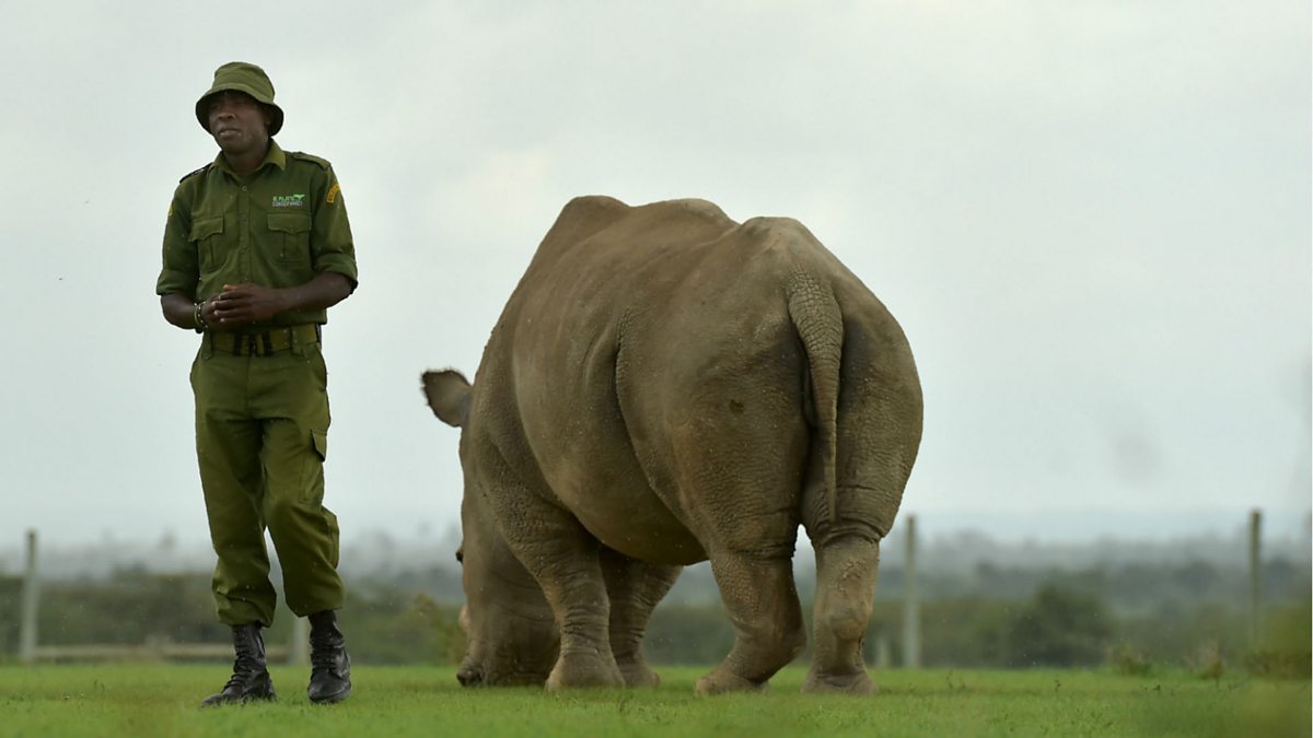 BBC World Service - BBC OS, Caring for the last surviving white male ...