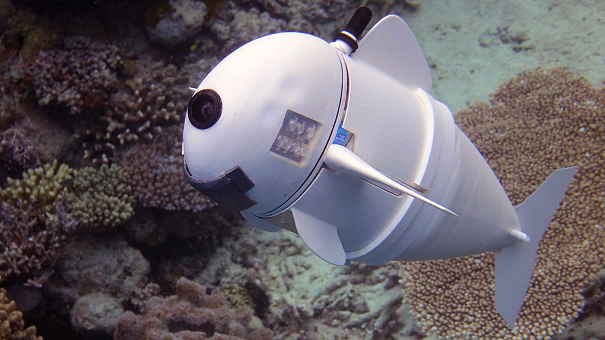 BBC News - Click, Meet SoFi - the soft robot fish