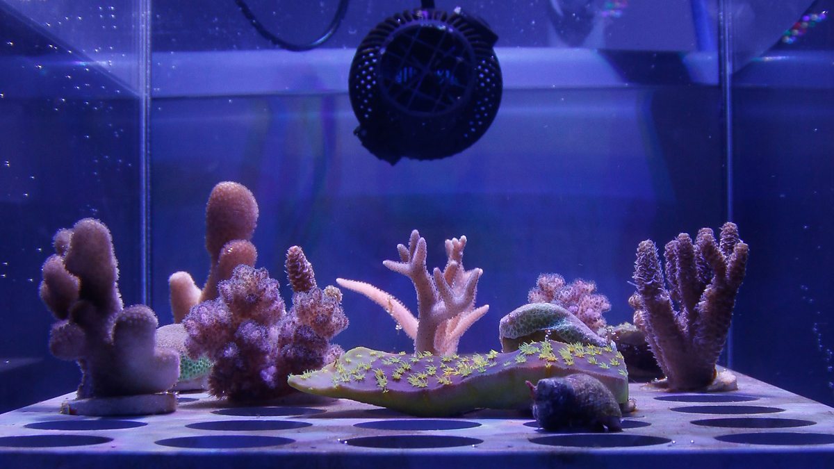 BBC World Service - Newsday, Scientists develop 'sun shield' to save ...