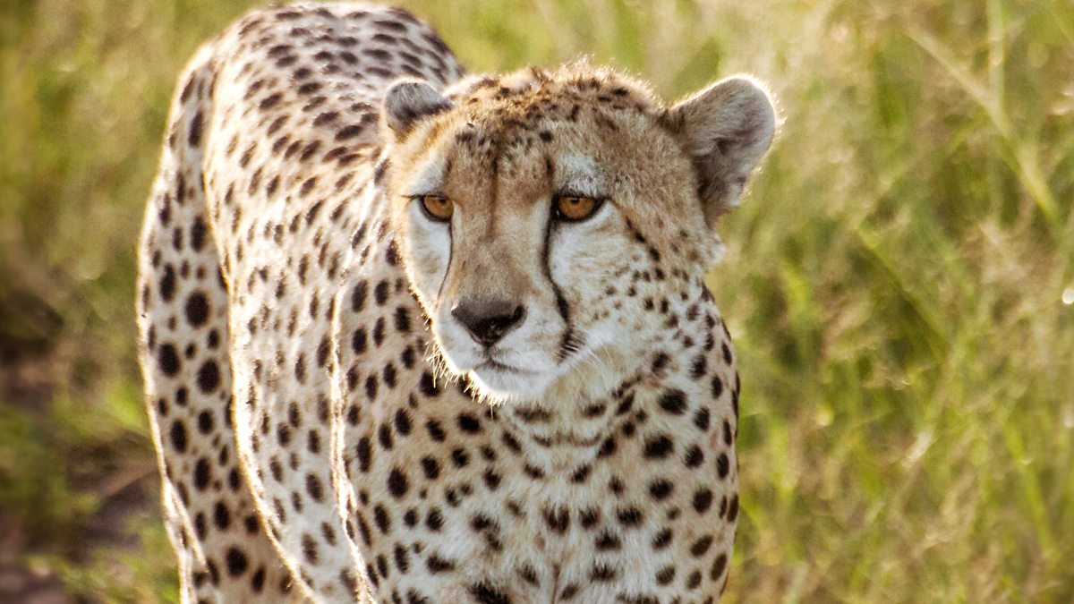 BBC Radio 4 - Sun, Spoor and Spots: Counting Namibia's Cheetahs