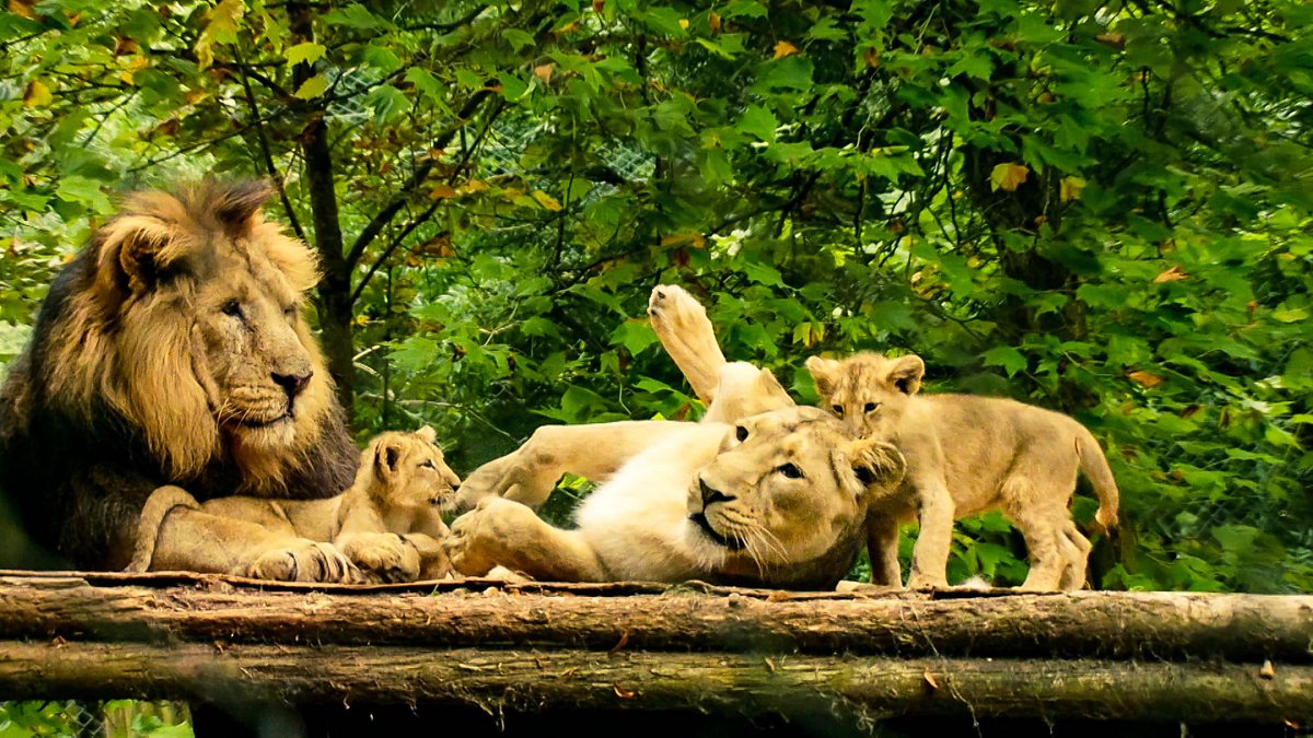 The Zoo - Series 2: 1. Risky Business - BBC iPlayer