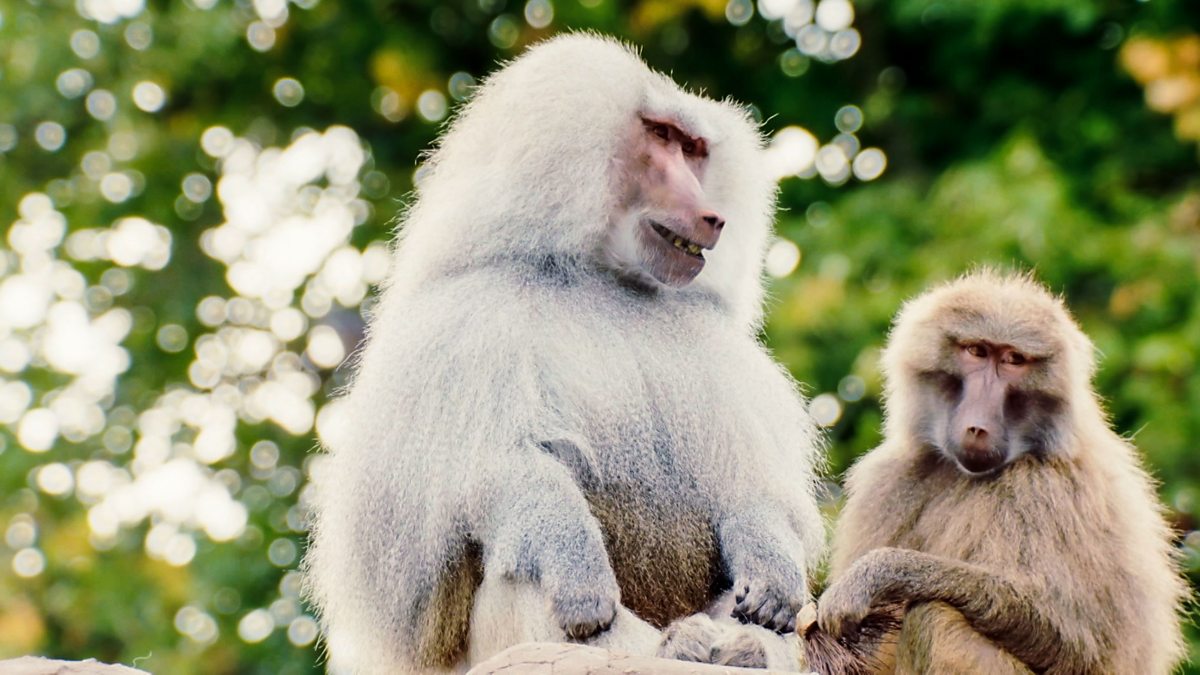 The Zoo - Series 2: 2. The Name Game - BBC iPlayer