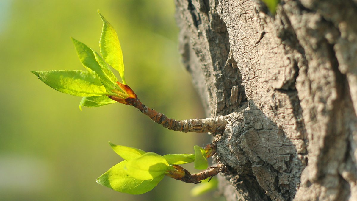 BBC Radio 4 - Radio 4 in Four - Eight things we’ve learned about the ...