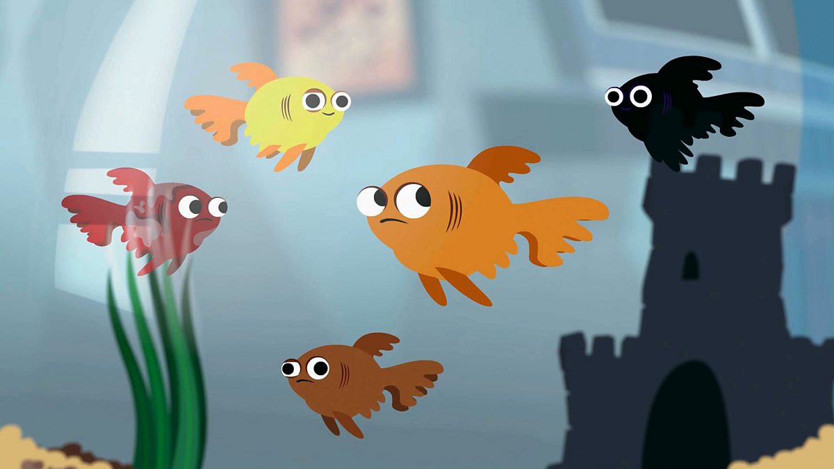 BBC - Learning, Terrific Scientific - Brain Freeze: Do goldfish have ...