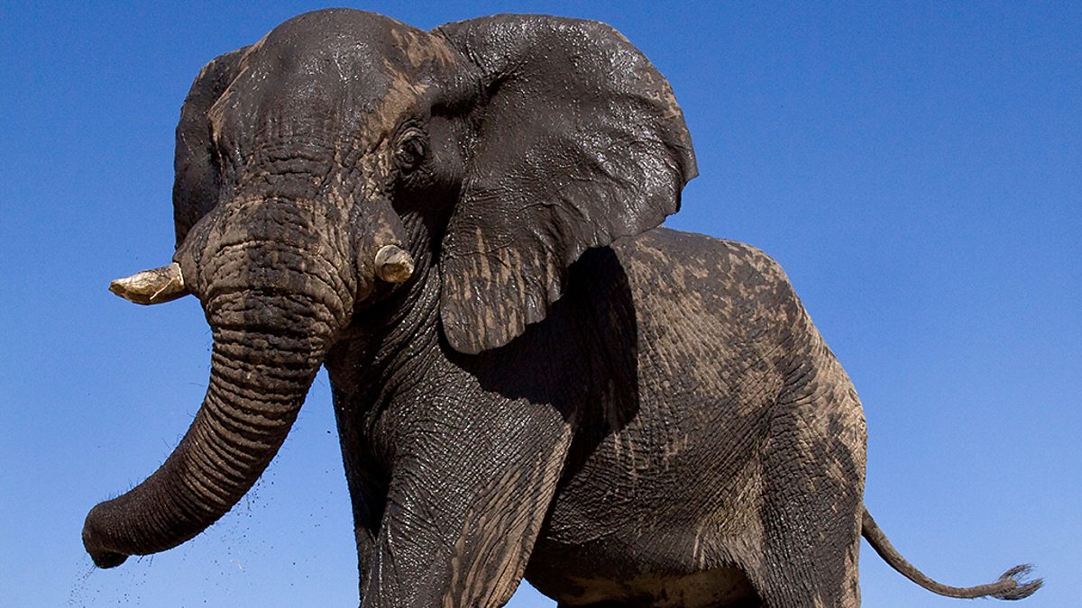 BBC Two - The African elephant - Natural World, 2018-2019, Nature's ...