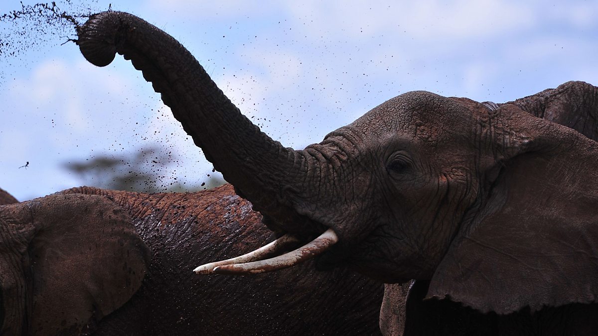 BBC World Service - The Inquiry, How Did China Ban Ivory?