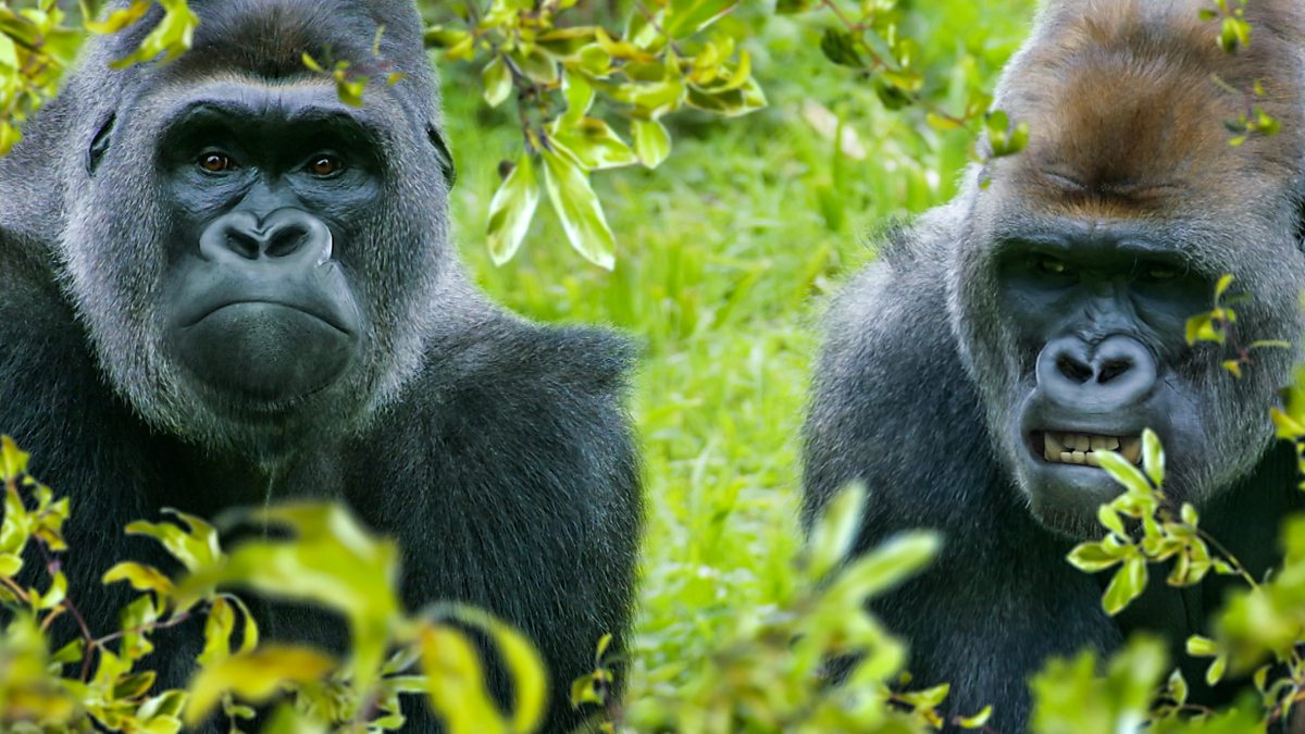 The Zoo - Series 2: 7. Dr Zoo - BBC iPlayer