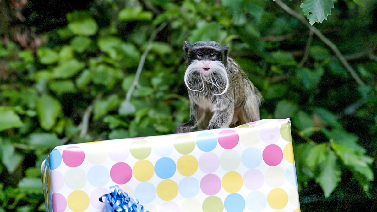 The Zoo - Series 2: 8. Happy Birthday to Zoo - BBC iPlayer