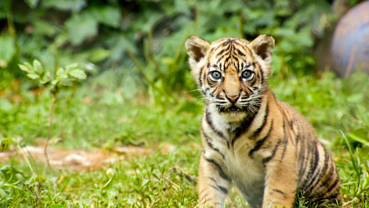 The Zoo - Series 2: 10. The Search of the Inner Tiger - BBC iPlayer