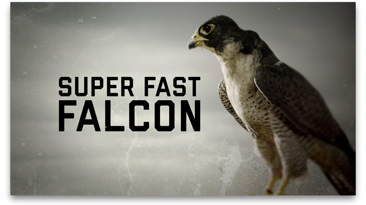 BBC Two - Natural World, 2018-2019, Super Fast Falcon, Super Fast Falcon