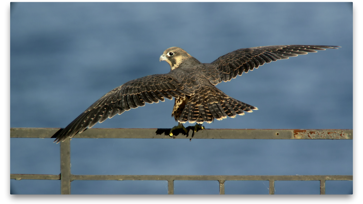 BBC Two - Natural World, 2018-2019, Super Fast Falcon, Learning to fly