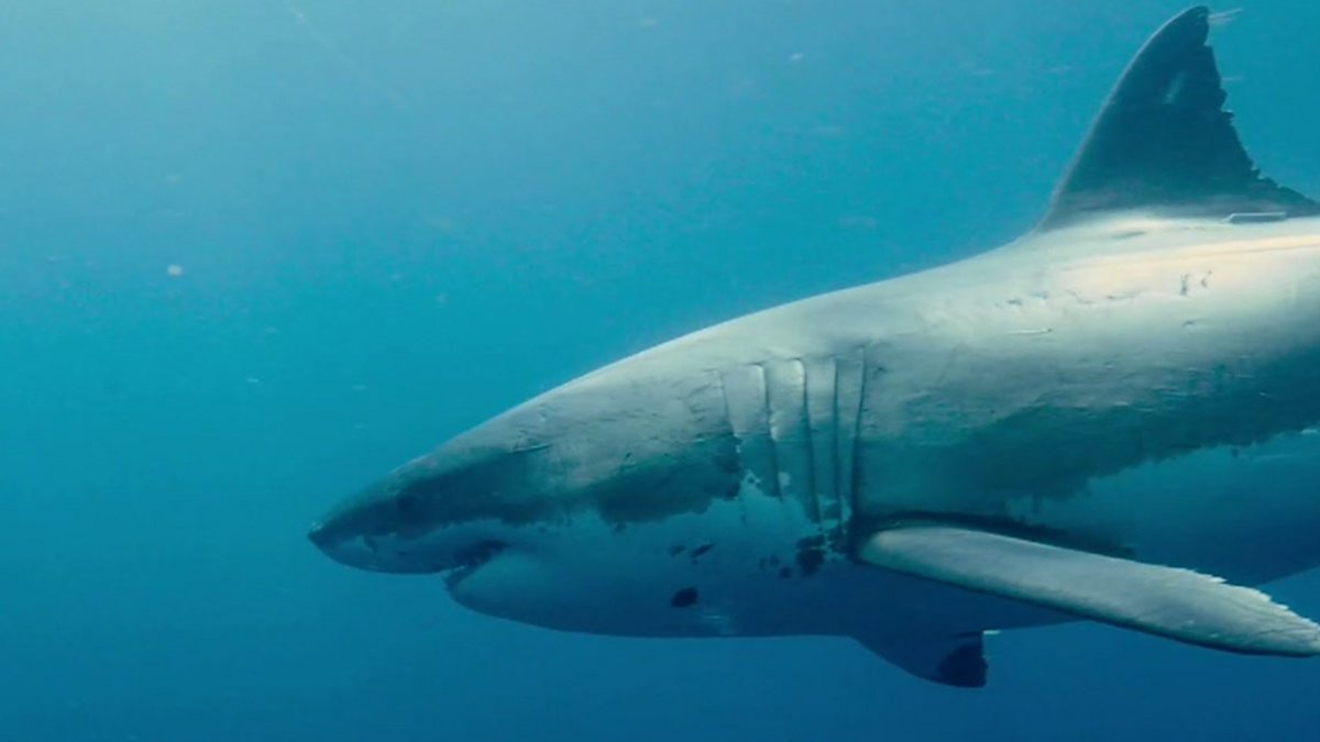 BBC News - Click, Can Drones Deliver, Shark-spotting drones aid lifeguards