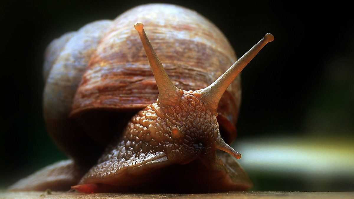 BBC Scotland - BBC Scotland - How a common snail changed the course of ...