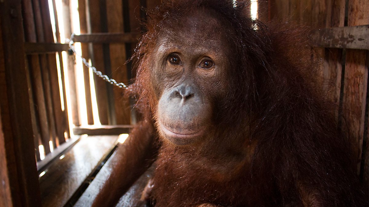 BBC Two - Amy - Natural World, 2018-2019, Red Ape: Saving the Orangutan ...
