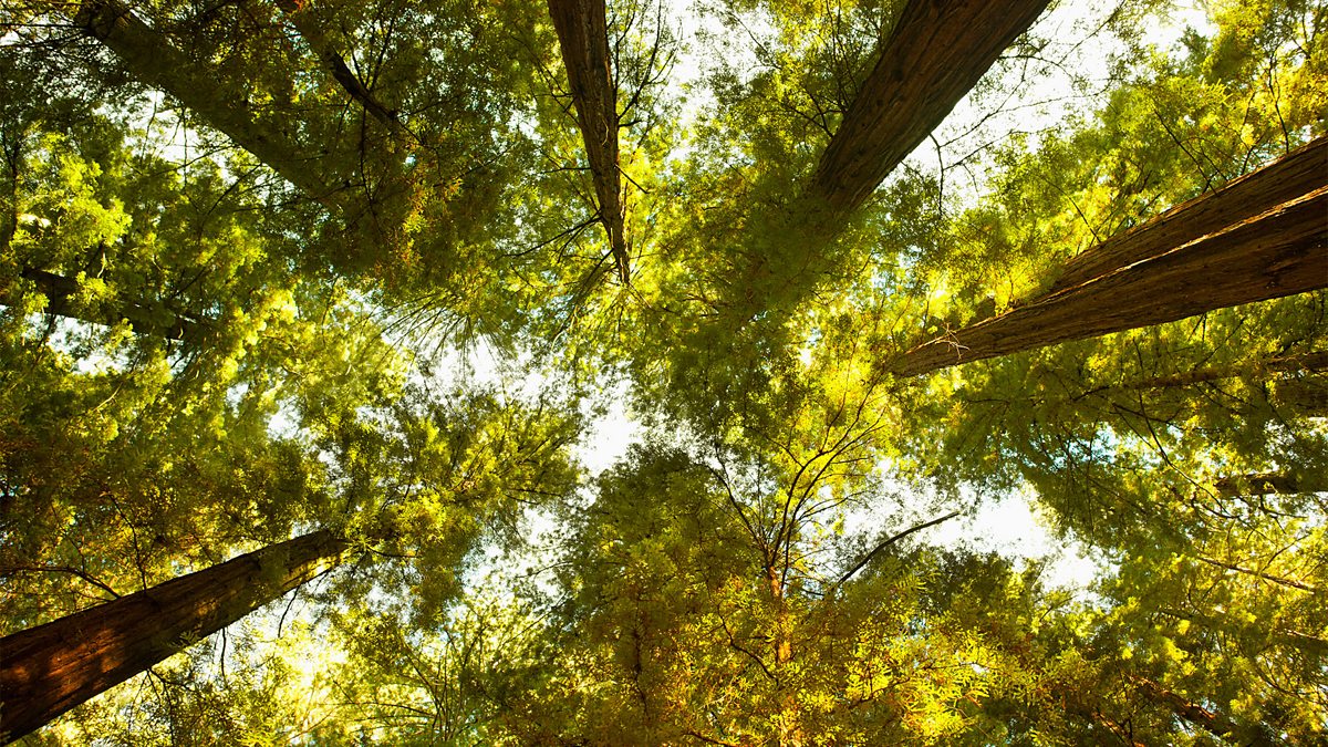 BBC World Service - Trees