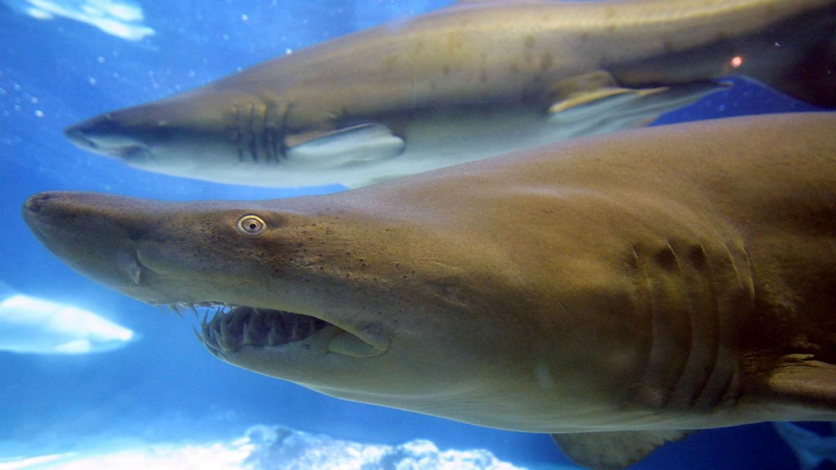 BBC World Service - Newsday, Why do sharks like jazz music?
