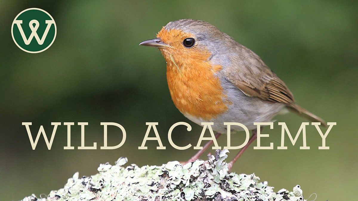 BBC Two - Springwatch - Springwatch Wild Academy