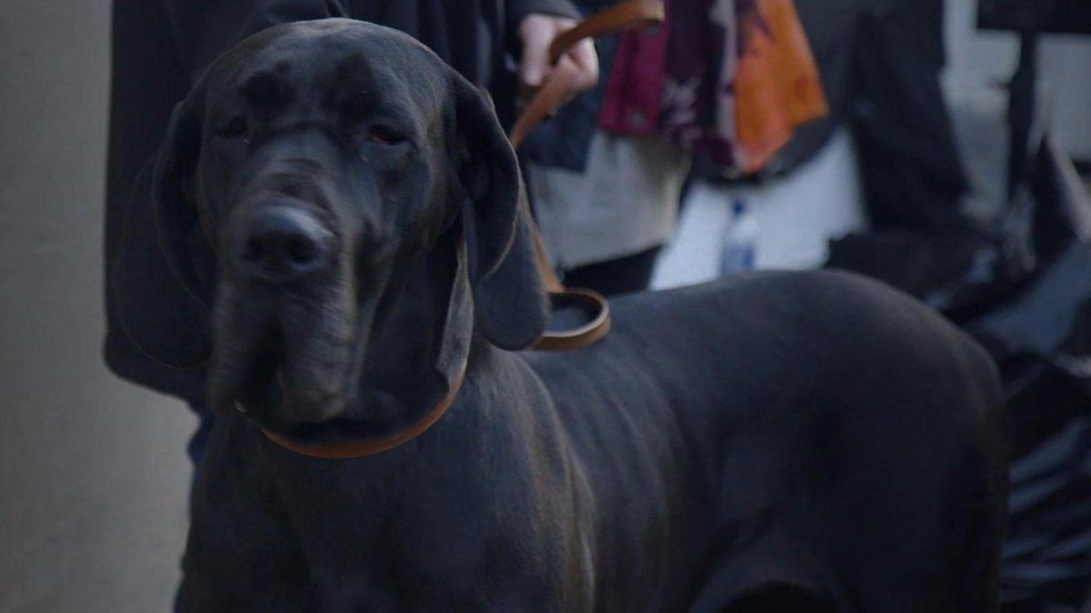 BBC One - A Very English Scandal, A Dog's Life