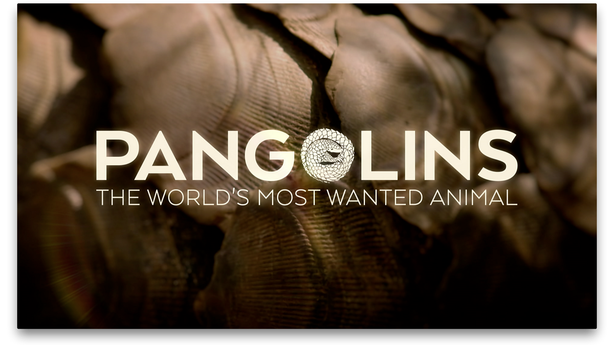 BBC Two - Natural World, 2018-2019, Pangolins - The World's Most Wanted ...