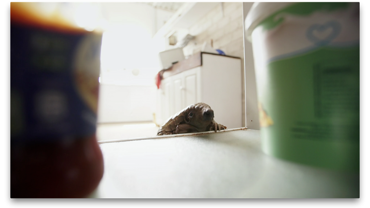 BBC Two - Natural World, 2018-2019, Pangolins - The World's Most Wanted ...