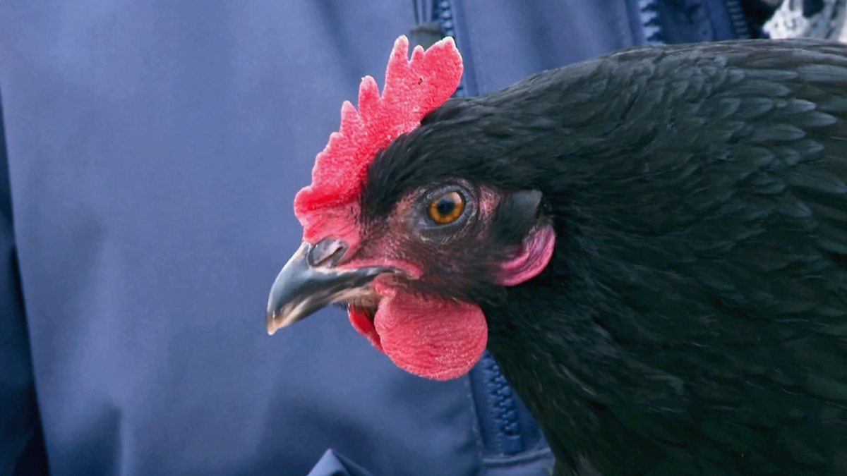 BBC Scotland - BBC Scotland - The clucking eggs-ellent chicken breed ...