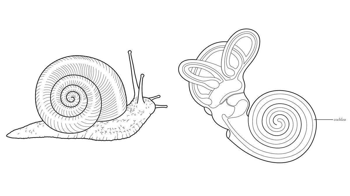 BBC Arts - Hay Festival, 2018 - Snails, swords and spiders: The odd ...