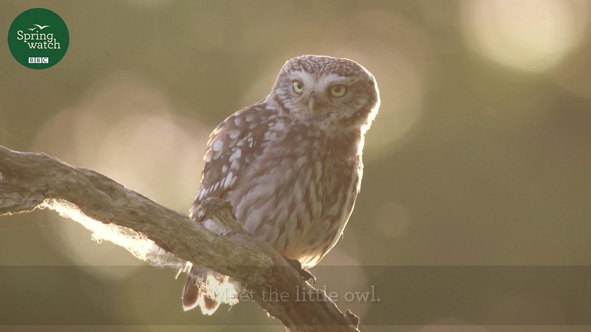 BBC Two - Springwatch, Meet the little owl