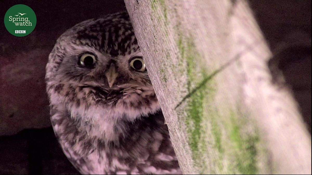 BBC Two - Springwatch, Springwatch Daily Highlights – Day One