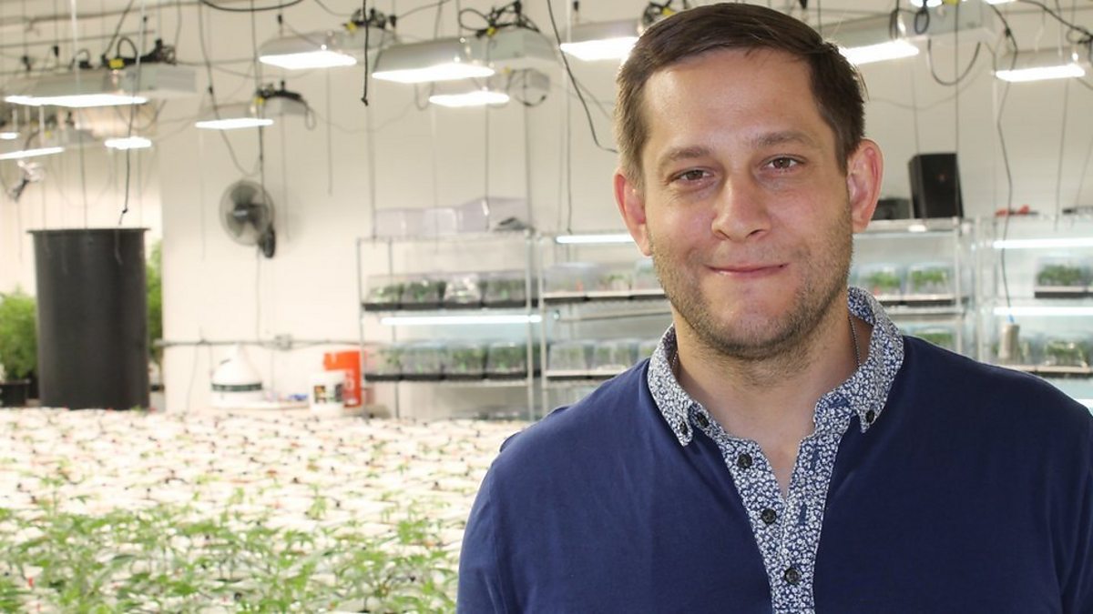 BBC Radio 5 Live - 5 Live In Short, The 21st century cannabis industry