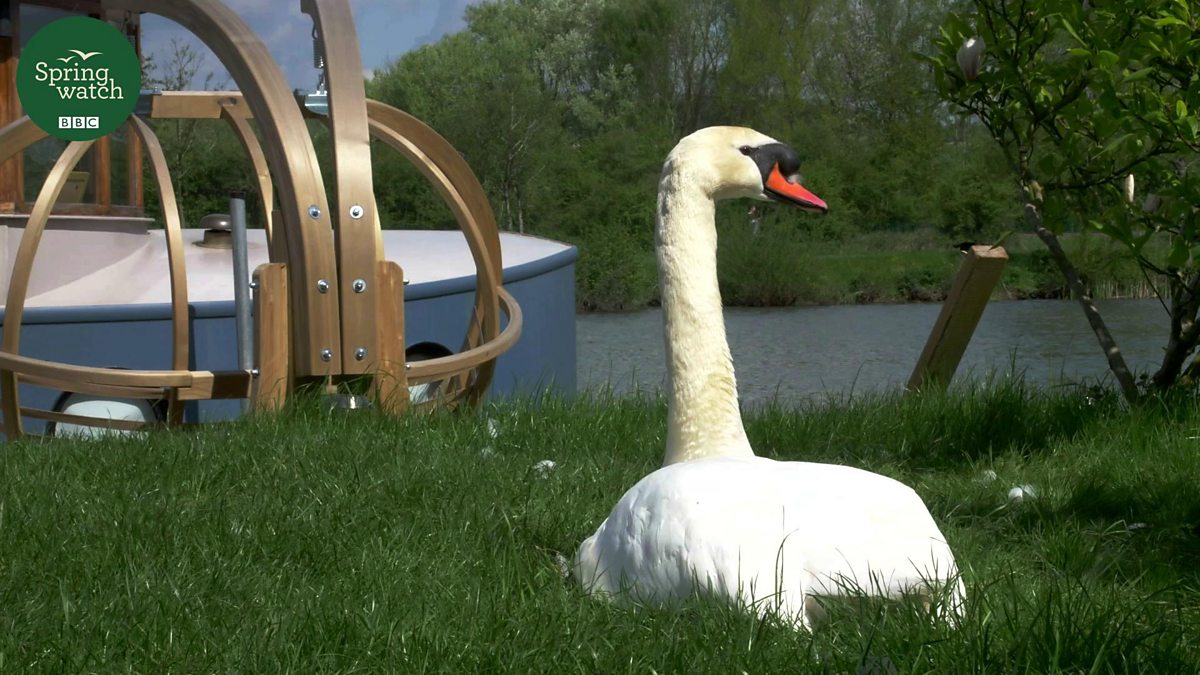 BBC Two - Springwatch, Steve's swans