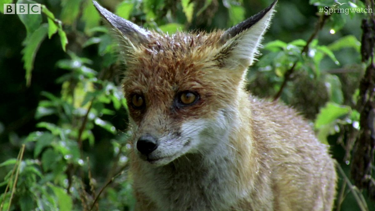 BBC Two - Springwatch, Spring raindrops