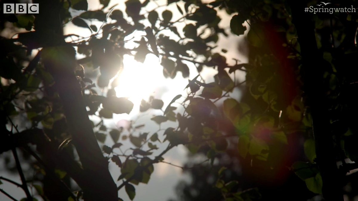 BBC Two - Springwatch, Sounds of nature