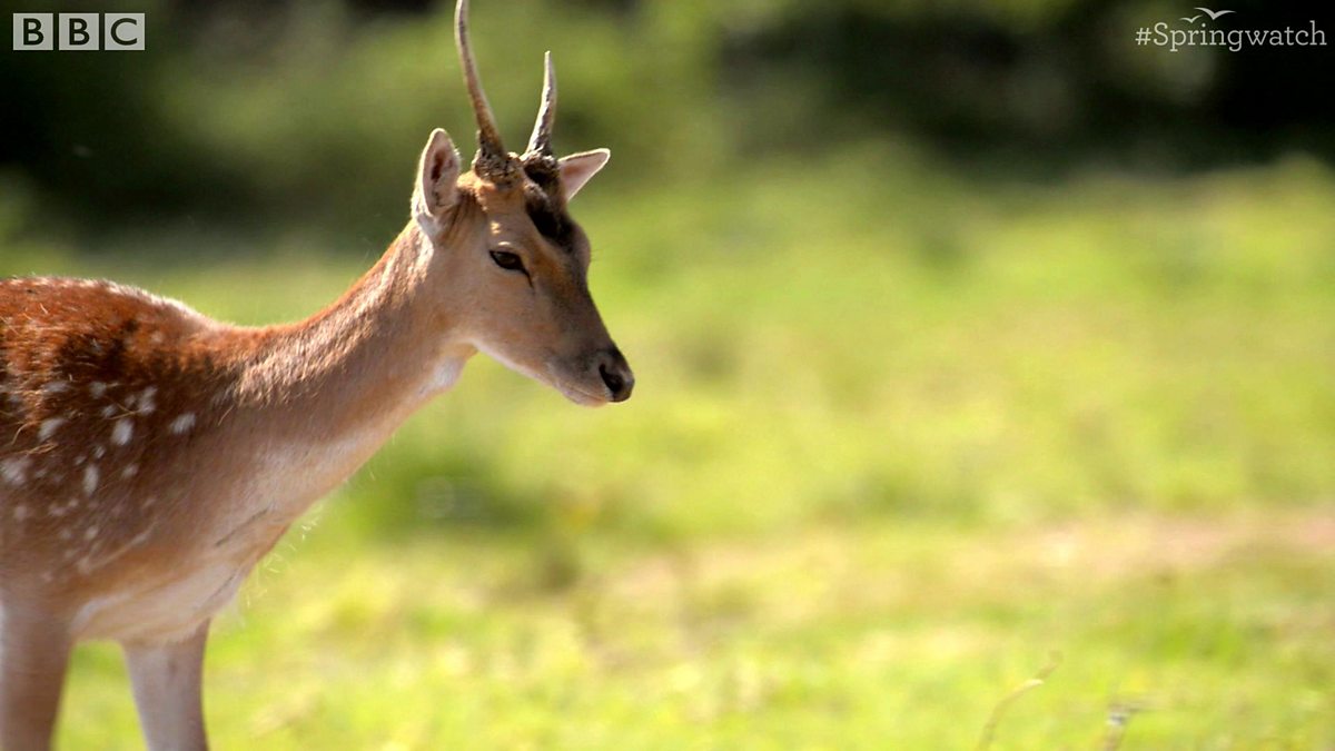 BBC Two - Springwatch, The nature of Richmond Park