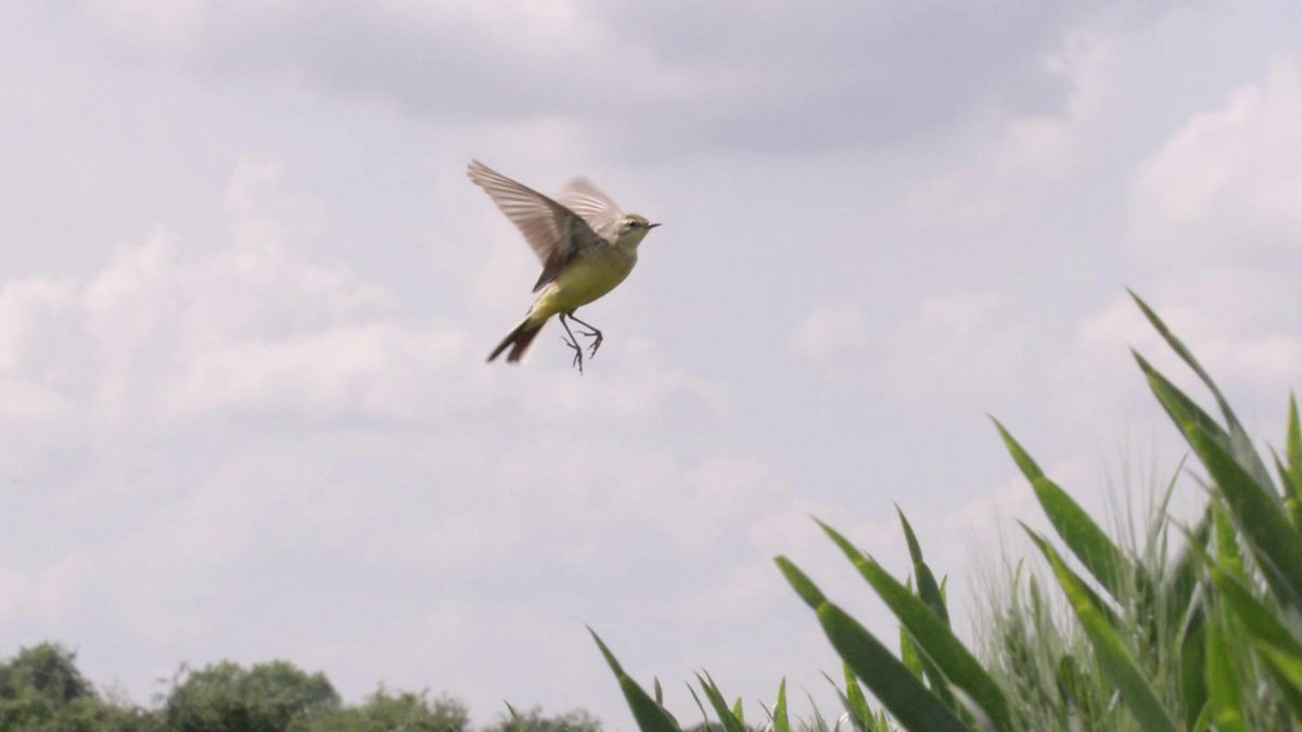BBC Two - Springwatch, Yellow wagtail