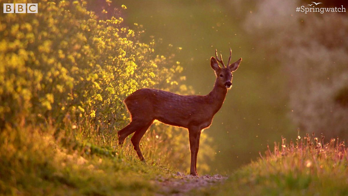 BBC Two - Springwatch, Sherborne: BBC Music Introducing... by JAckie